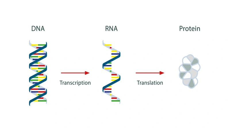 RNA | Kardashev Scale Wiki | Fandom