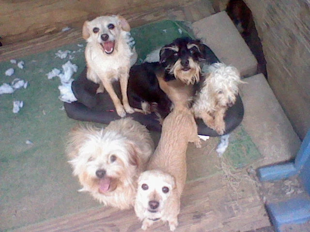 Dog (Canis Lupus Familiaris) | Karen and Friends Wiki | Fandom