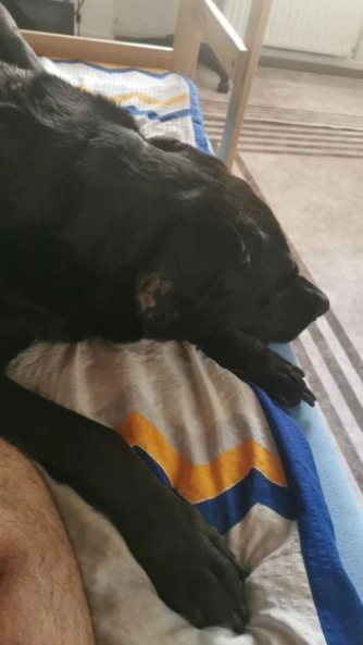 Woofy | Karla Big Brother Wiki | Fandom