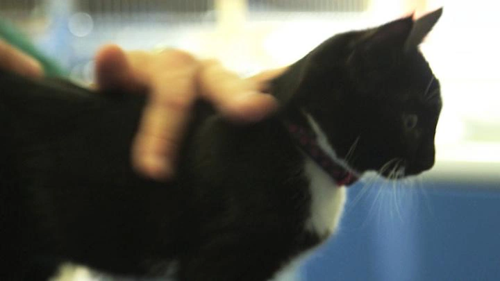 Boom Chicka Bees | Kate & Mim-Mim Wiki | Fandom