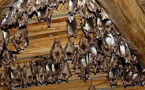 Katie, Emily, Wallace and Gromit: Batz Attack! | Katie Sandow's ...