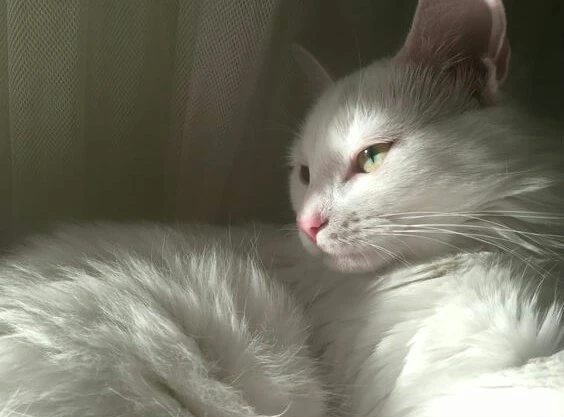 Violet Potter's Relationships | Katie's World Wiki | Fandom