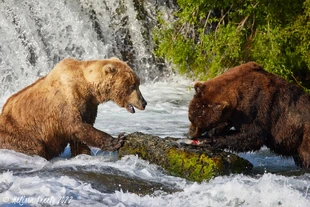 399 | Katmai Bearcams Wiki | Fandom
