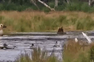 335 | Katmai Bearcams Wiki | Fandom
