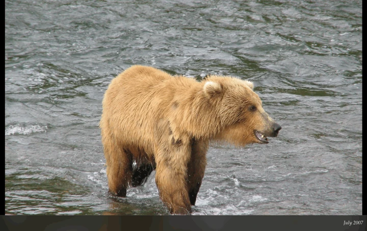 790 Weevil Bear | Katmai Bearcams Wiki | Fandom