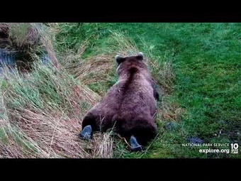 bear walking with tapeworm