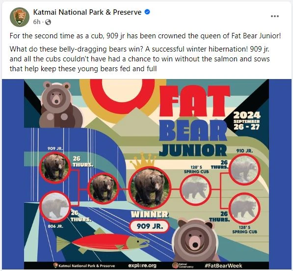 2024 Fat Bear Junior Contest 09/26/24 - 09/27/24 | Katmai Bearcams Wiki ...