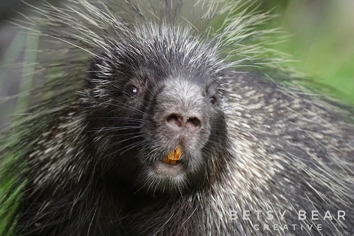 Porcupine North American Porcupine Erethizon Dorsatum Katmai