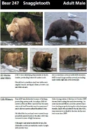 247 Snaggletooth | Katmai Bearcams Wiki | Fandom