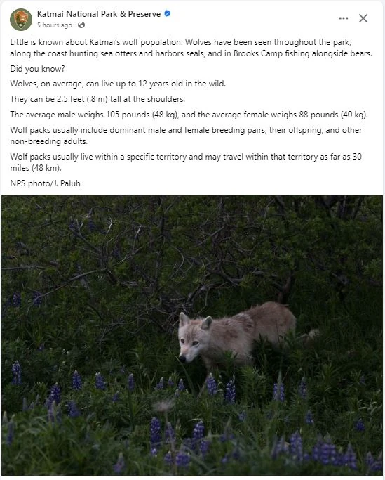 Wolf (Canis lupus) | Katmai Bearcams Wiki | Fandom