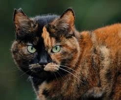 Lapjeskat of Schildpadkat | Katten wiki | Fandom