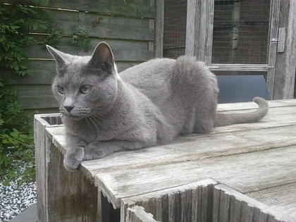 Blauwe rus | Katten wiki | Fandom