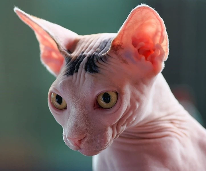 Sfinx familie | Katten wiki | Fandom