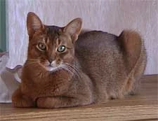Abessijn | Katten wiki | Fandom