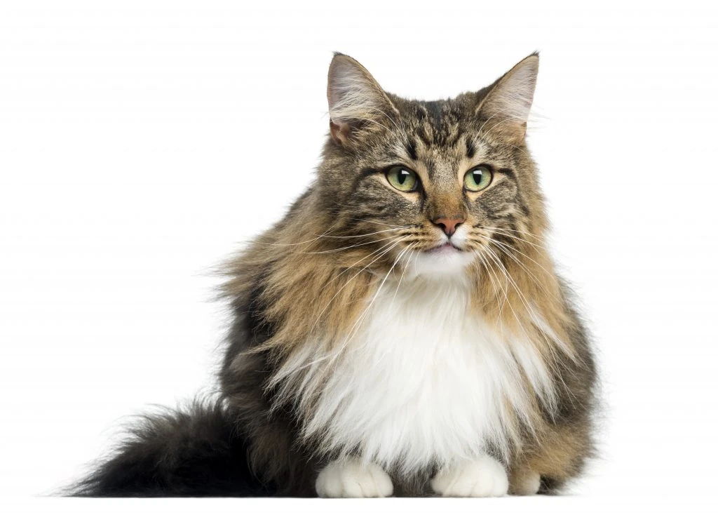 Noorse boskat | Katten wiki | Fandom