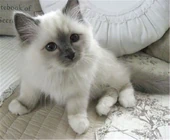 Ragdoll | Katten wiki | Fandom