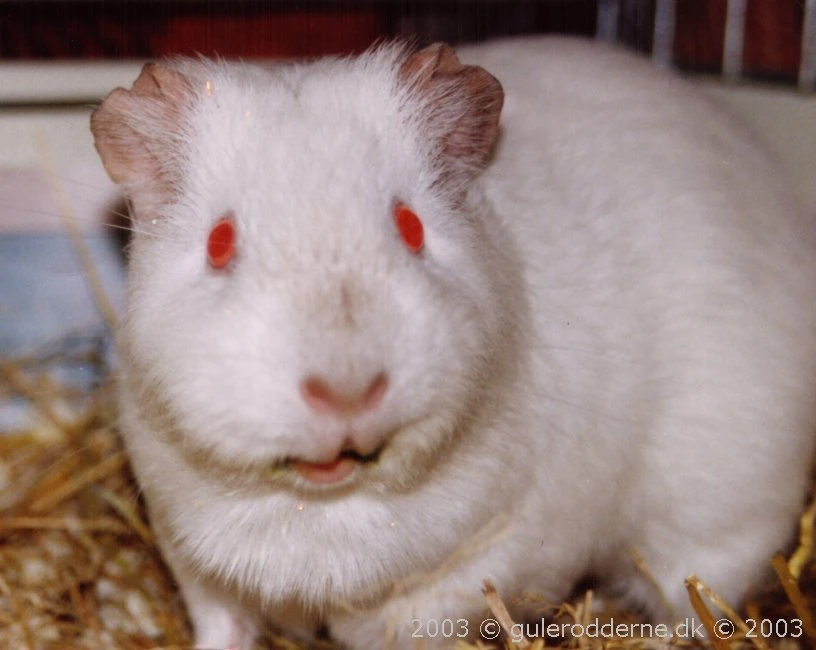 Marsvin | Kattism Wiki | Fandom