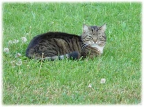 Katt | Kattism Wiki | Fandom