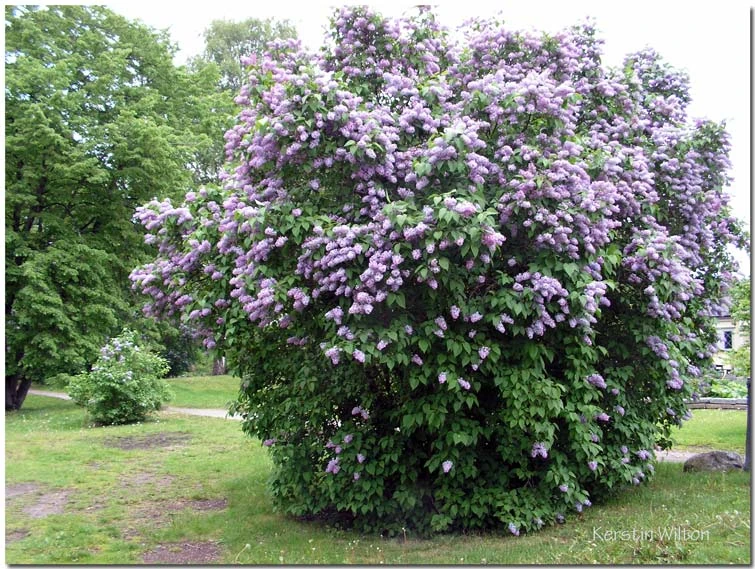 Blomma | Kattism Wiki | Fandom