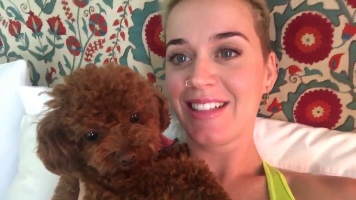 Nugget Perry | The Katy Perry Wiki | Fandom