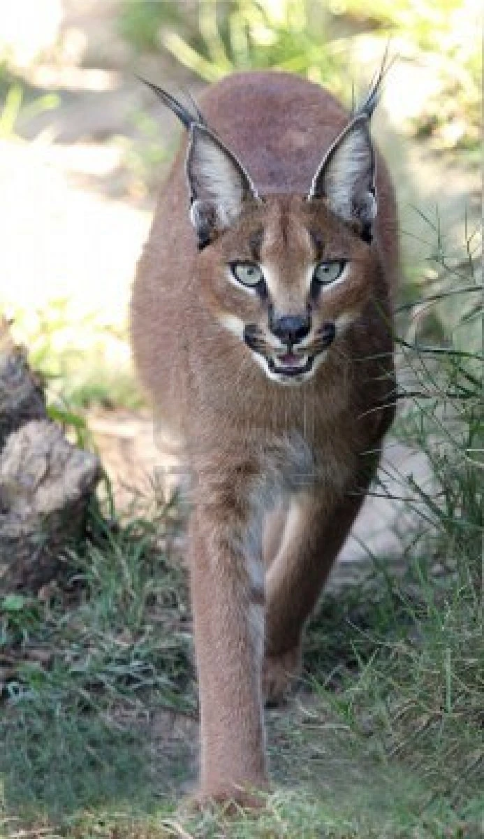 Karakal | Katzenverwandte Wiki | Fandom