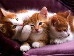 Gatitos Cute | KawaiiAnimals Wiki | Fandom