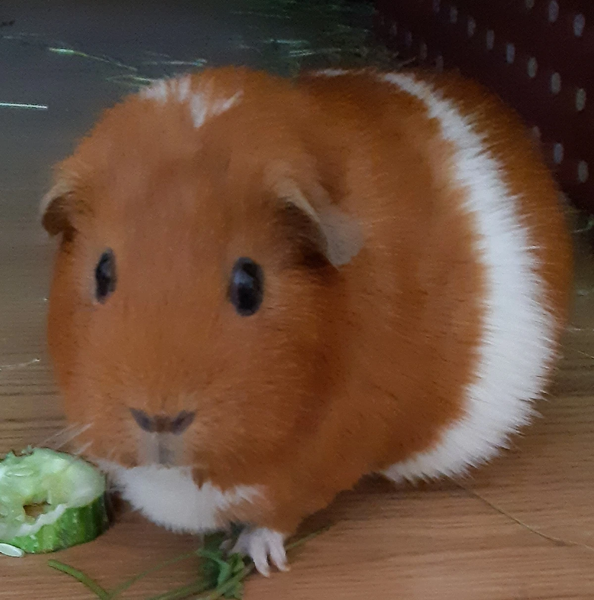 Mia | Kawia OC Wiki | Fandom