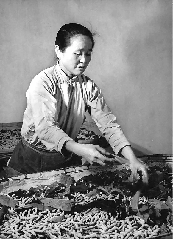 Howai | Kayon Wiki | Fandom