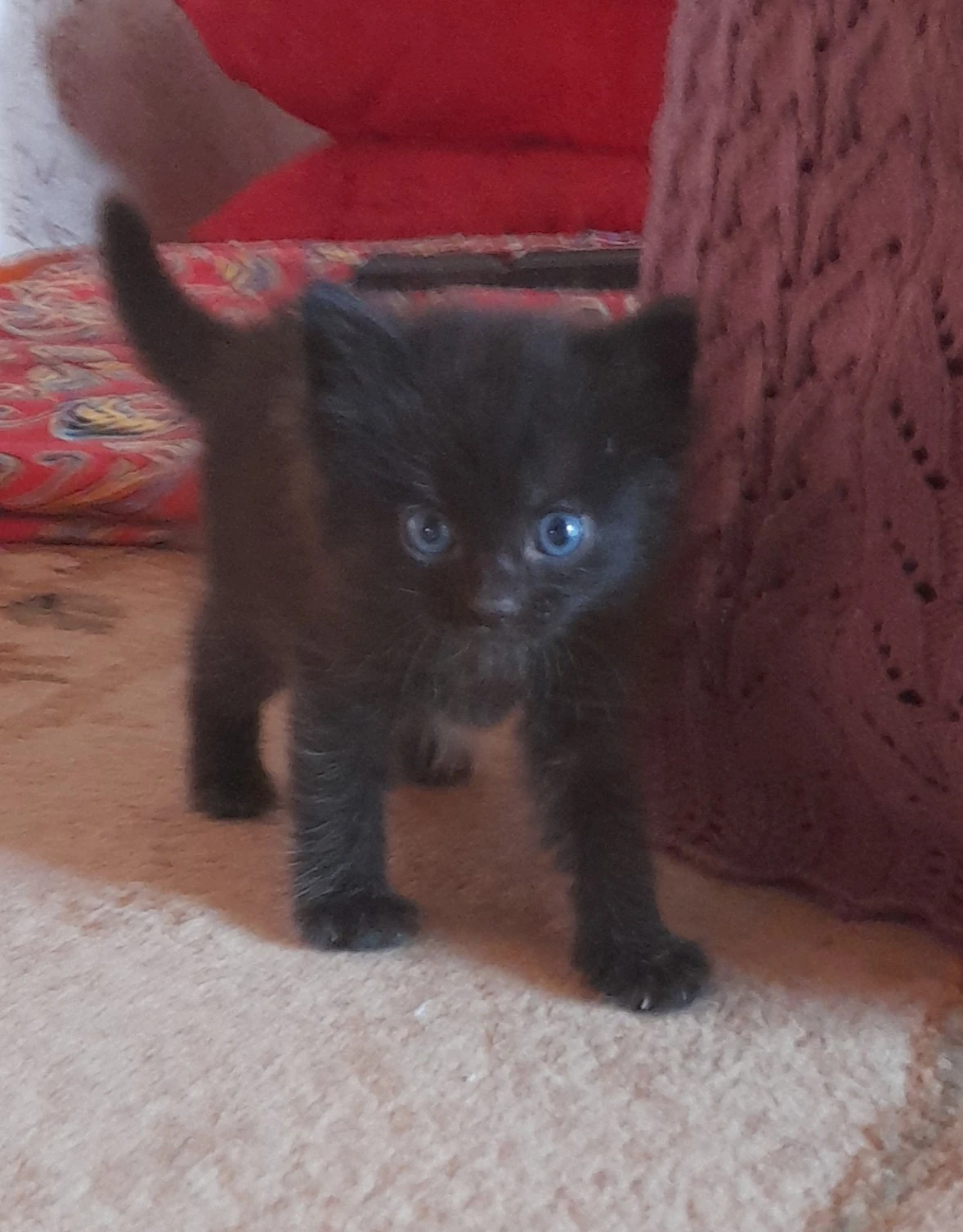 Gary (cat) | Kazakh Wiki | Fandom