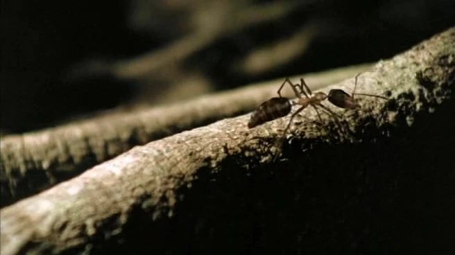 Ant Ka Zar Of Prehistoria Wiki Fandom