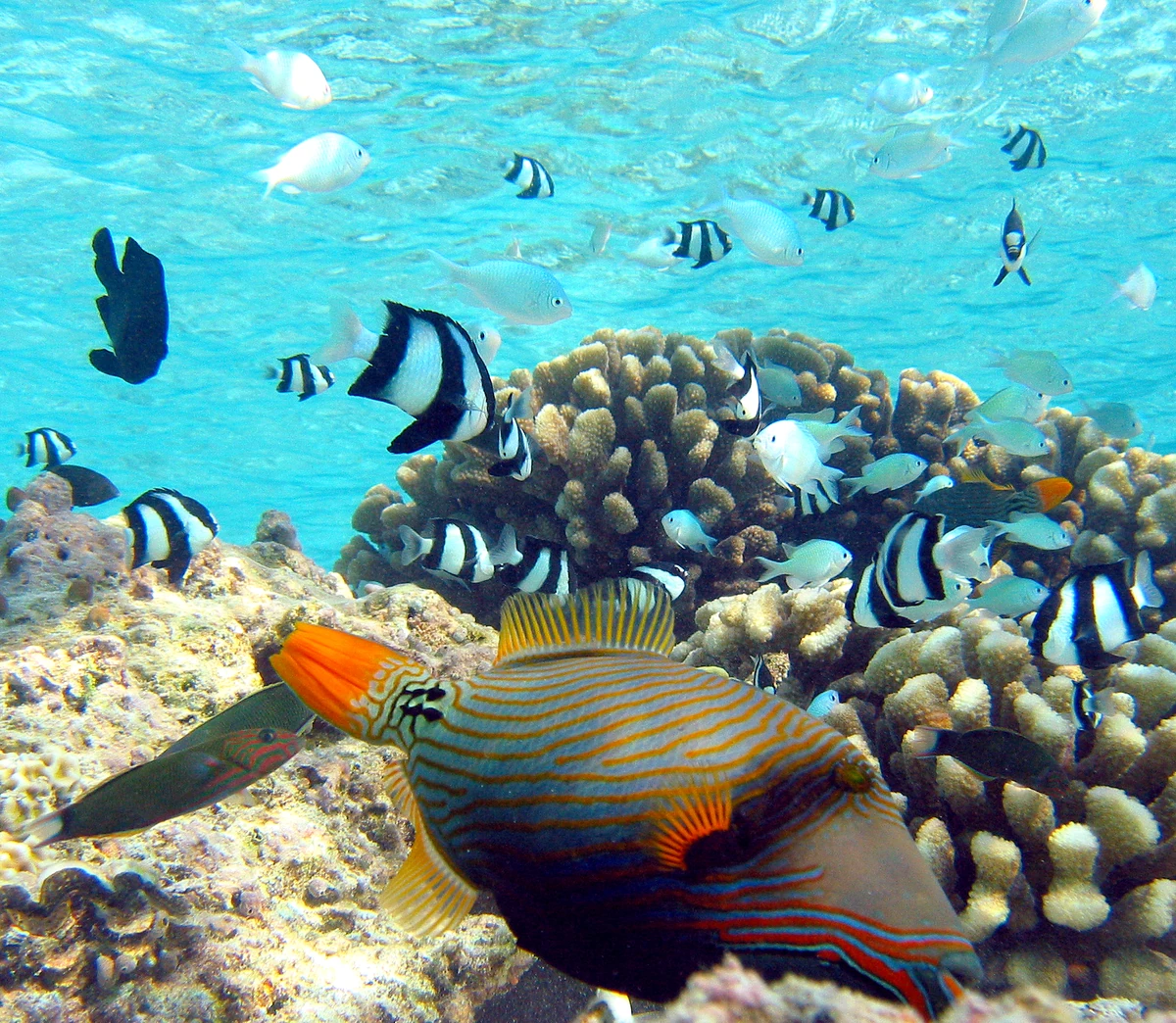 Coral Reef Fish | Ka-Zar of Prehistoria Wiki | Fandom
