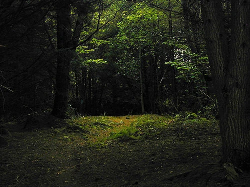 ShadowClan | Keeping the Clans Alive Wikia | Fandom