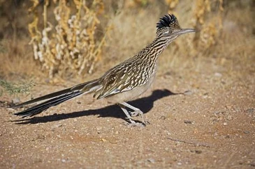 Greater Roadrunner | Japari Library Wiki | Fandom