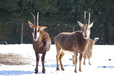 Sable Antelope | Japari Library Wiki | Fandom