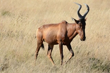 Topi | Japari Library Wiki | Fandom