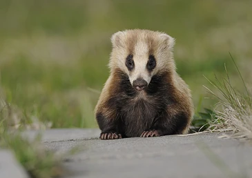 Japanese Badger | Japari Library Wiki | Fandom