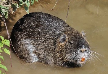 Nutria | Japari Library Wiki | Fandom
