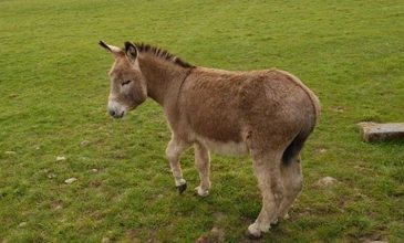 Donkey | Japari Library Wiki | Fandom