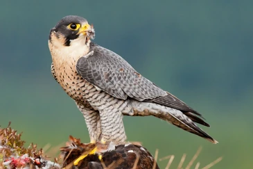 Peregrine Falcon | Japari Library Wiki | Fandom