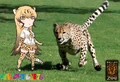 Cheetah | Japari Library Wiki | Fandom