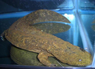 Hellbender | Japari Library Wiki | Fandom