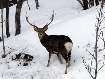 Yezo Sika Deer | Japari Library Wiki | Fandom