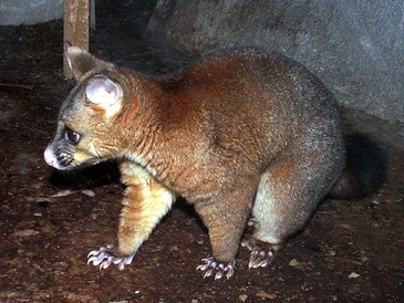 Common Brushtail Possum | Japari Library Wiki | Fandom