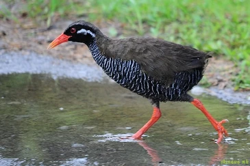 Okinawa Rail | Japari Library Wiki | Fandom