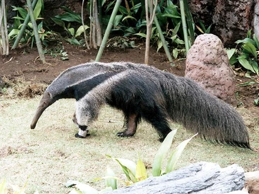Giant Anteater | Japari Library Wiki | Fandom
