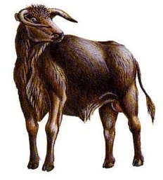 Bos Primigenius | Kemono Friends Wiki | Fandom