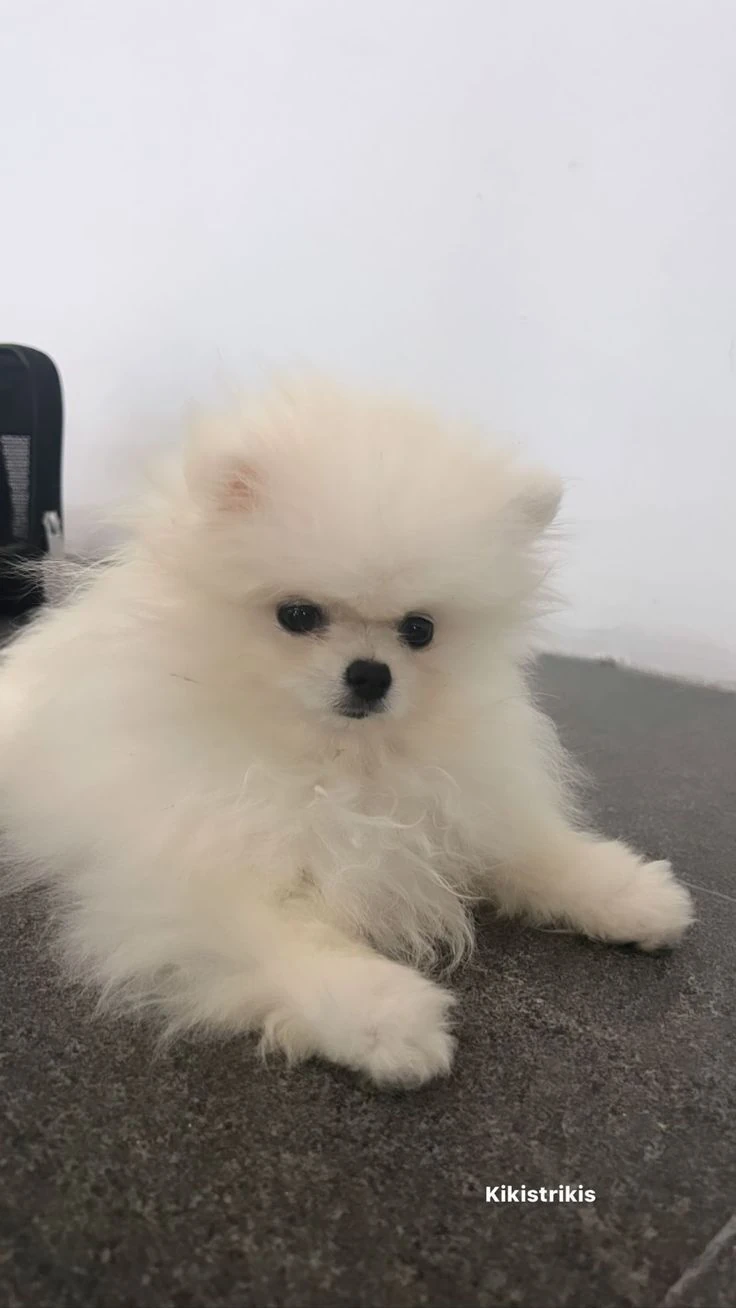 Kiki | Wiki Kenia Os | Fandom