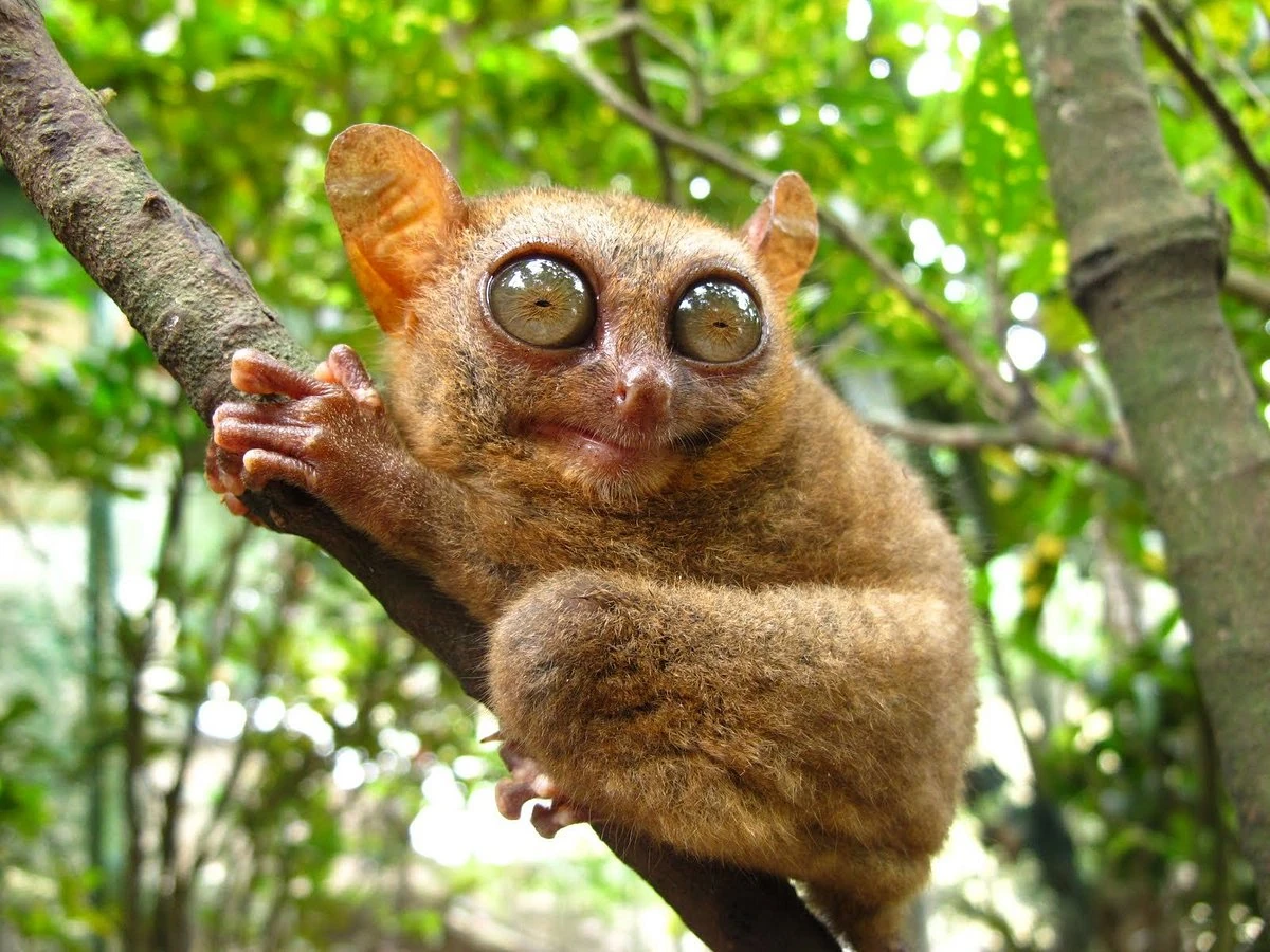 Tarsier Sauce | Kermitism Wiki | Fandom