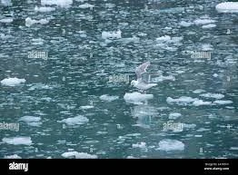 Frozen coldlands | Kermitism Wiki | Fandom