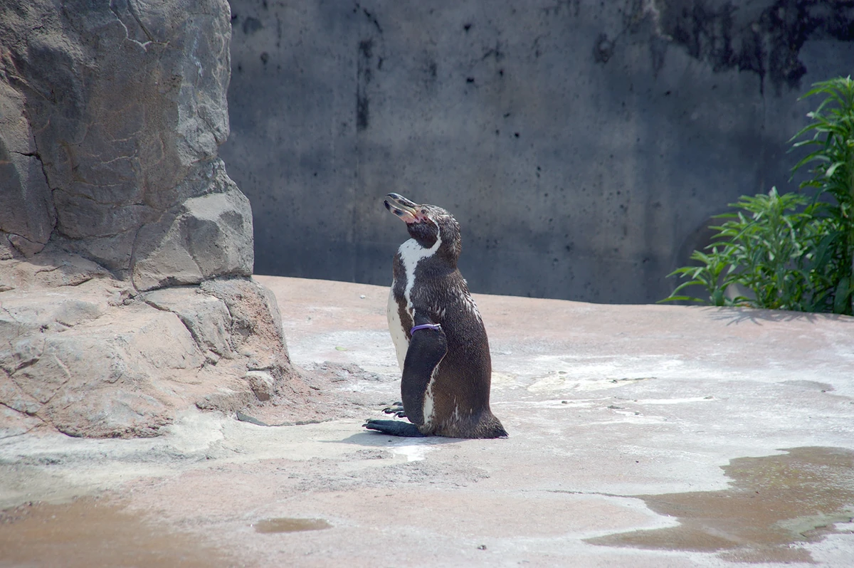 Grape-kun | Kermitism Wiki | Fandom